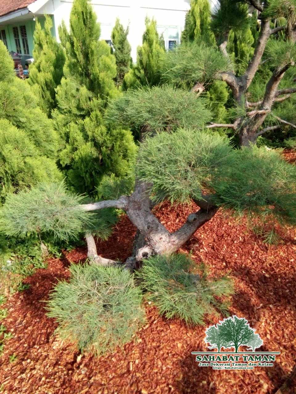 Jual Pohon Bonsai Cemara Udang Tanaman Harga Murah