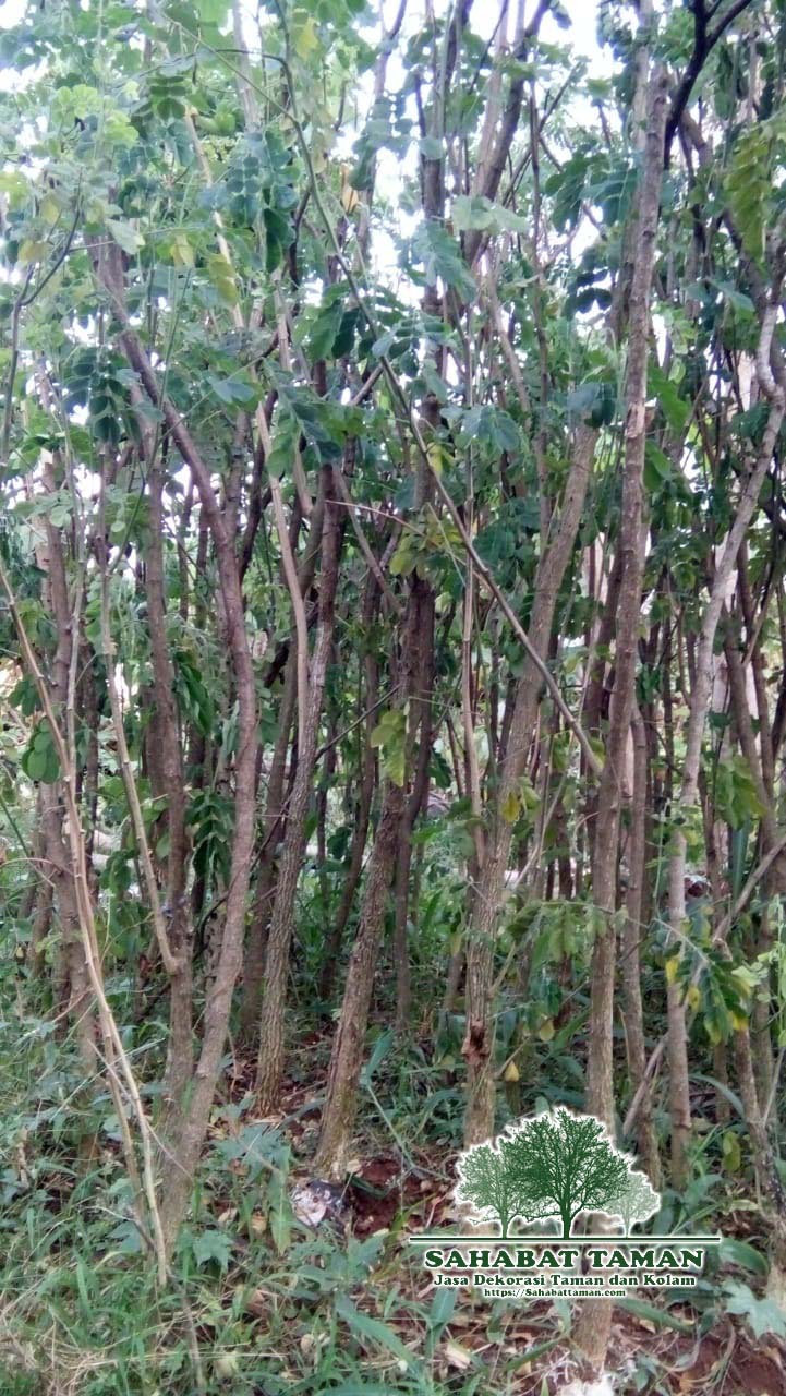 Jual Pohon Trembesi Harga Tanaman Trembesi 2019 - Sahabat Taman