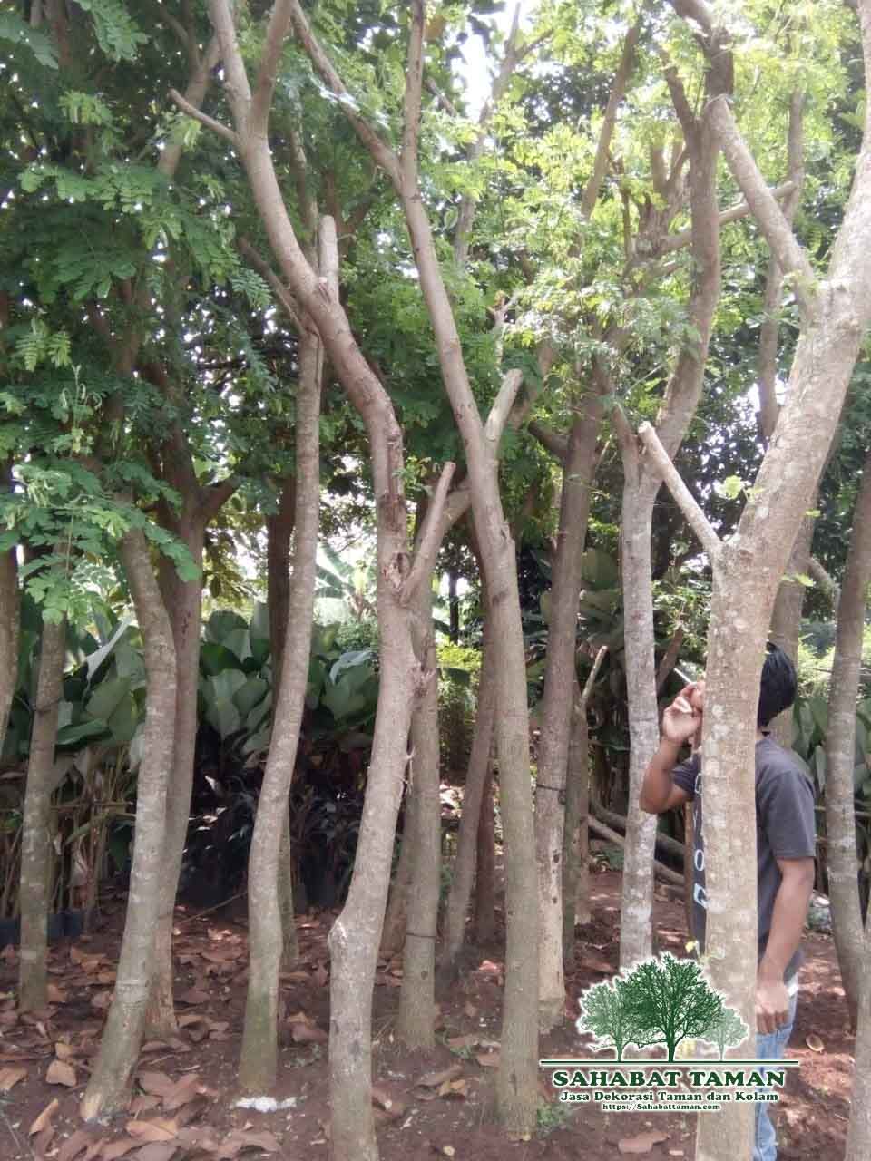 Jual Pohon Trembesi Harga Tanaman Trembesi 2019 - Sahabat Taman