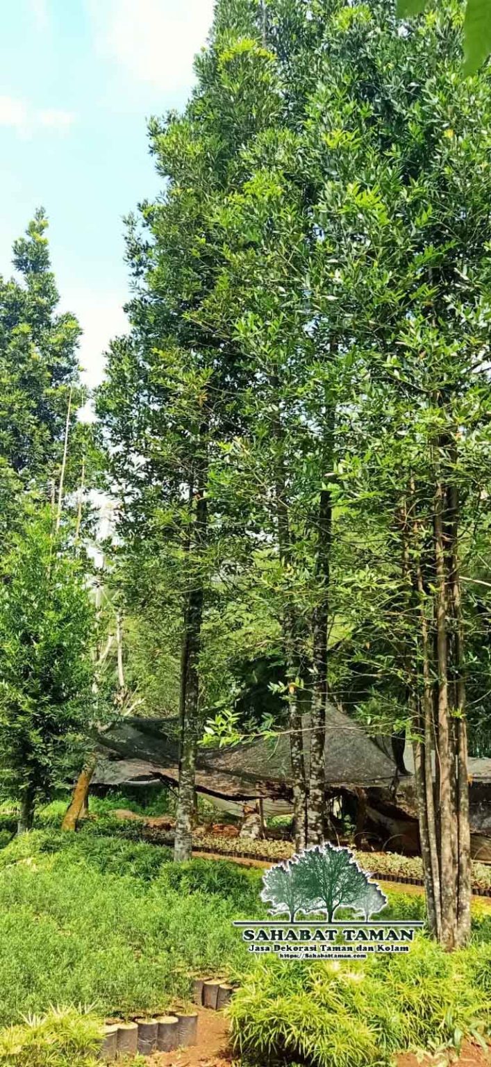 Jual Pohon Damar - Harga Tanaman Damar